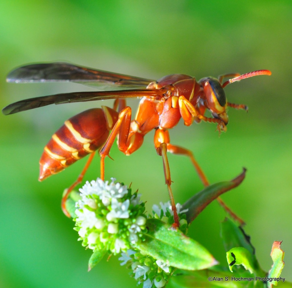 Wasp on Flower at Enchanted Forest Park