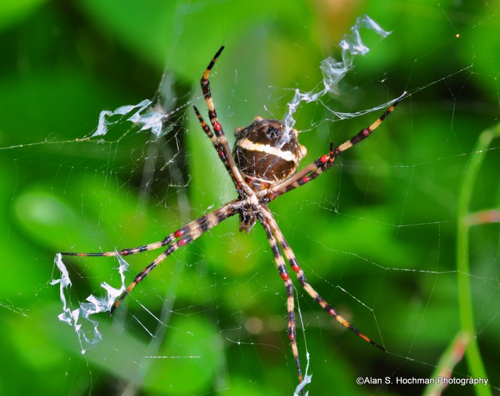 Black and Yellow Garden Spider - Argiope aurantia