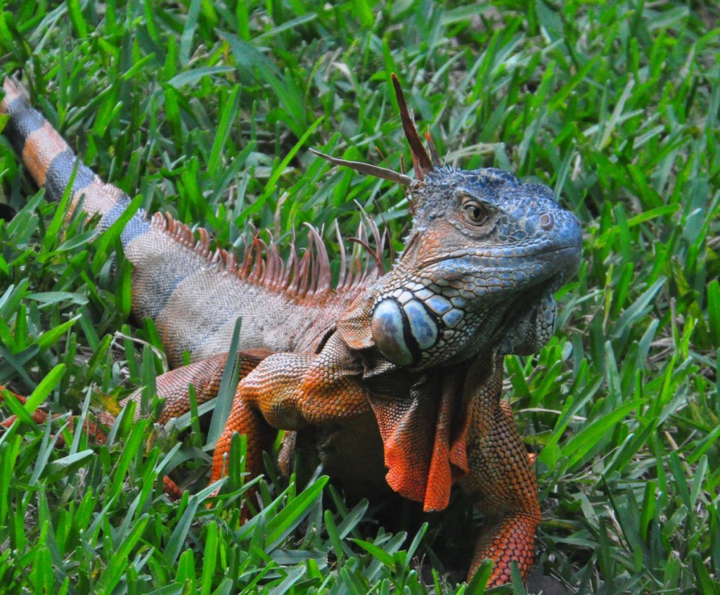 Iguana in South Florida