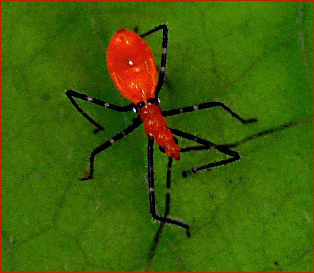 Assassin or Wheel Bug