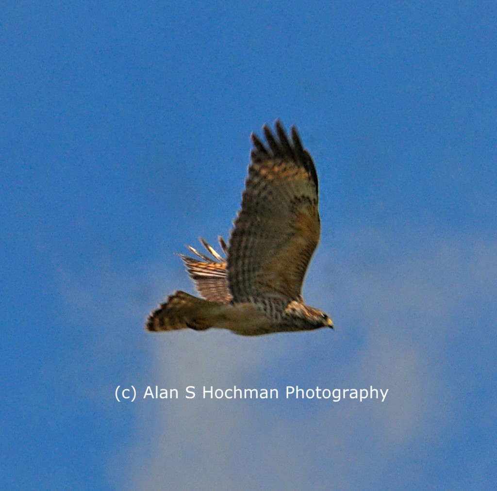 Red Shouldered Hawk in flight at HoleyLand Wildlife Management Area