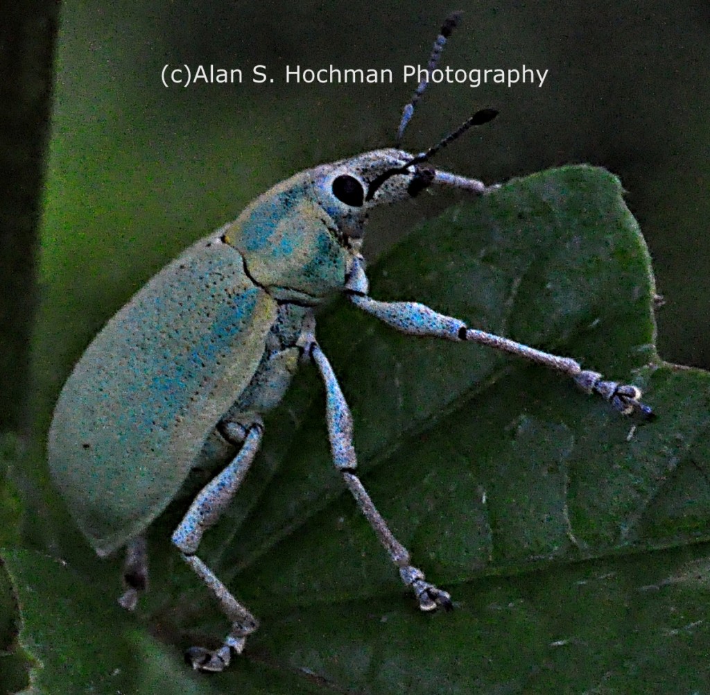 Asian Grey Weevil at Arch Creek Memorial Park